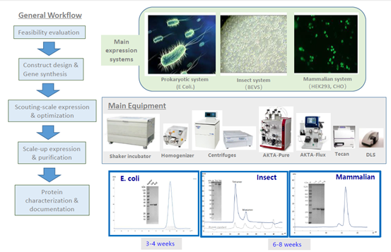 Protein Engineering, Expression and Purification